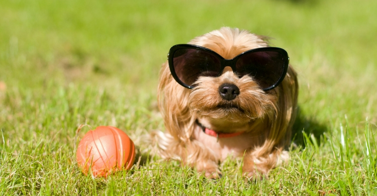 10 signos que indican que tu mascota está muy mimada - YAM