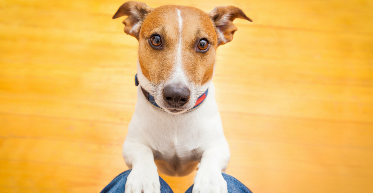 ¿Es bueno mirar a un perro fijamente a los ojos?