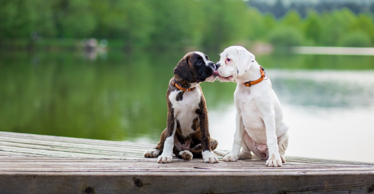 Todo lo que debes saber sobre el apareamiento y cruce de razas en ...