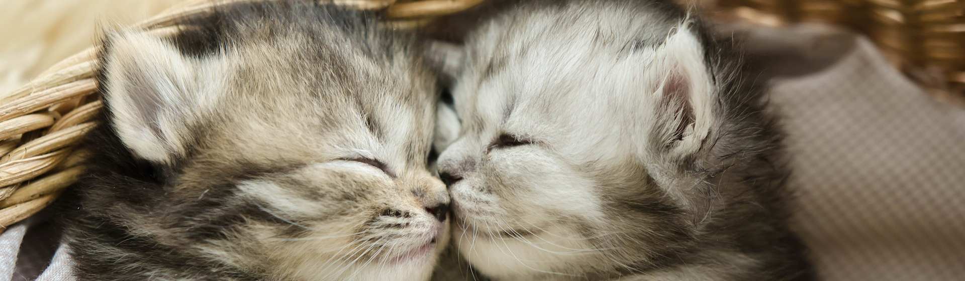 5 consejos para acondicionar tu casa para un gato bebé - Yo amo a las ... 5 consejos para acondicionar tu casa para un gato bebé - Yo amo a las ...