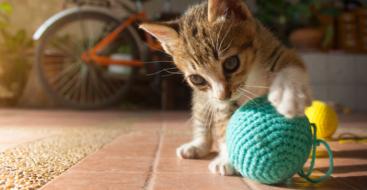 5 consejos para acondicionar tu casa para un gato bebé - Yo amo a las ... 5 consejos para acondicionar tu casa para un gato bebé - Yo amo a las ...