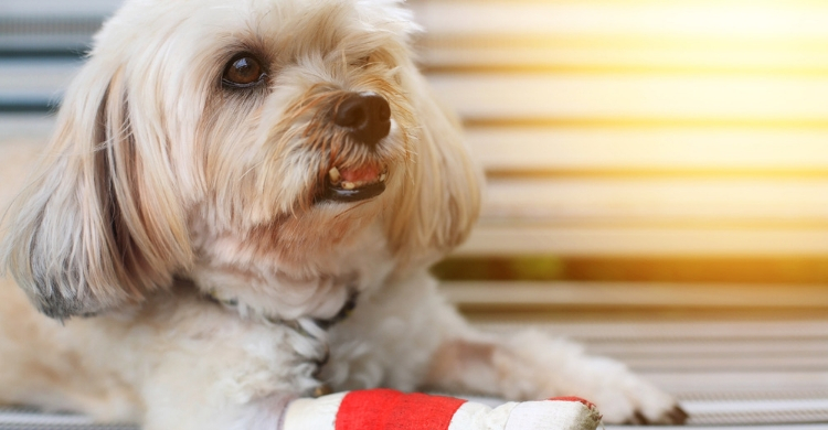 Qué hacer si se le clava una astilla a mi perro - Yo amo a las mascotas