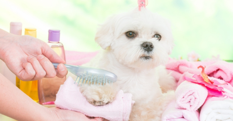 Como prevenir y tratar la caspa en tu perro - Yo amo a las mascotas