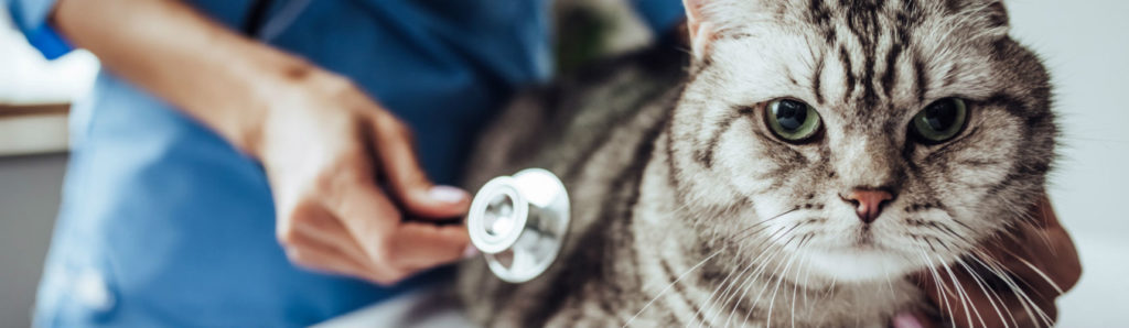 Cómo detectar si mi gato tiene peritonitis - Yo amo a las mascotas