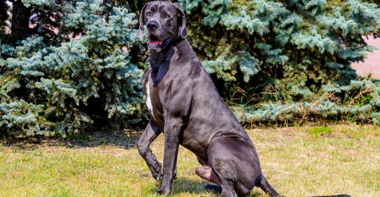 Curiosidades del dogo alemán que debes conocer - Yo amo a las mascotas