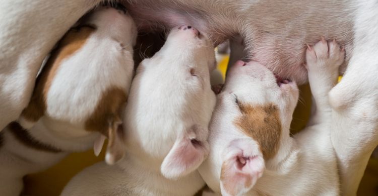 Cómo detectar si mi perro sufre mastitis - Yo amo a las mascotas