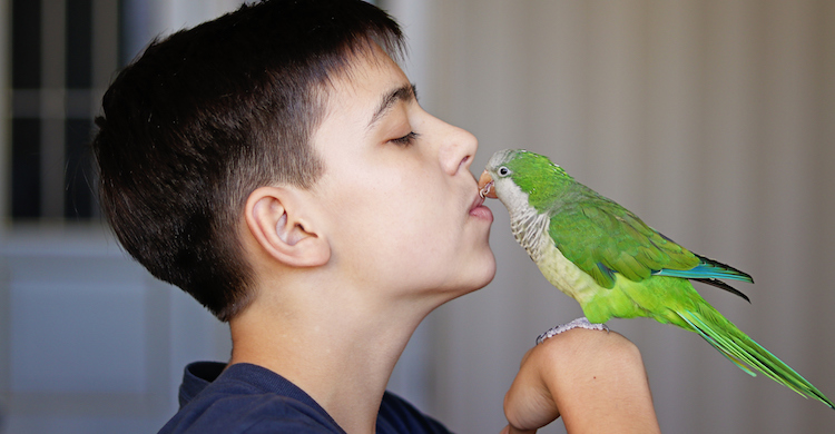 Cómo enseñar a hablar a un loro paso a paso - Yo amo a las mascotas